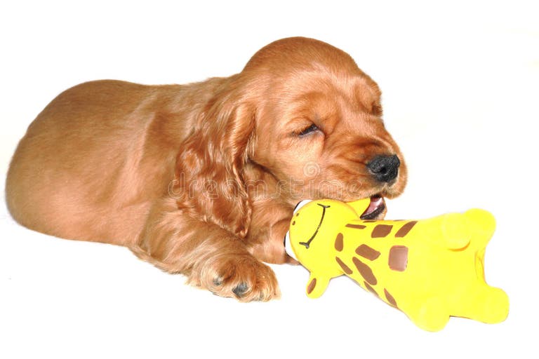 Cocker Spaniel Puppy with Toys Stock Image - Image of baby, english ...
