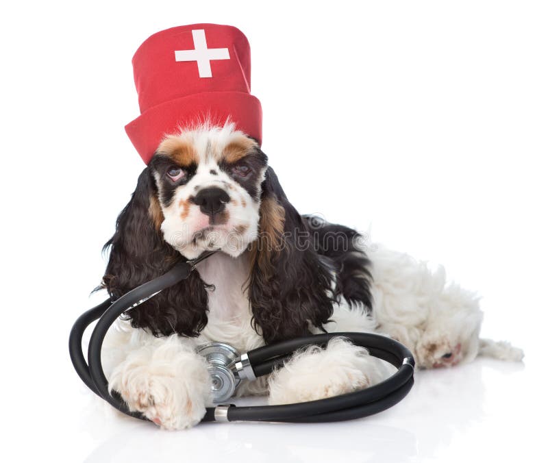 Cocker Spaniel Puppy Wearing Hat Doctor with Stethoscope. Isolated ...
