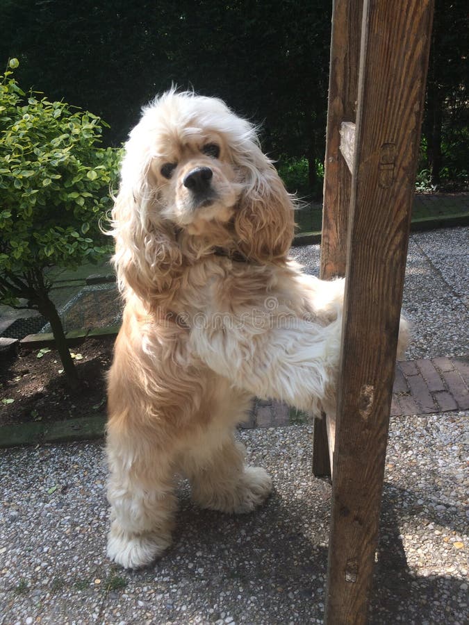 Cocker Spaniel Y Perro Basset Largo Del Pelo Foto de archivo - Imagen ...