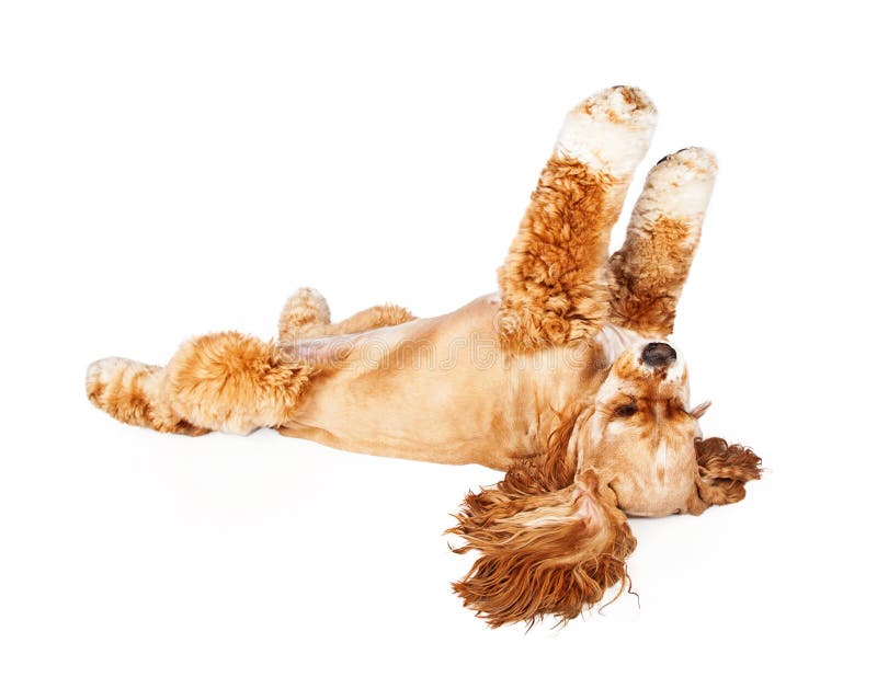 286 Dog Roll Over Stock Photos - Free & Royalty-Free Stock Photos from ...