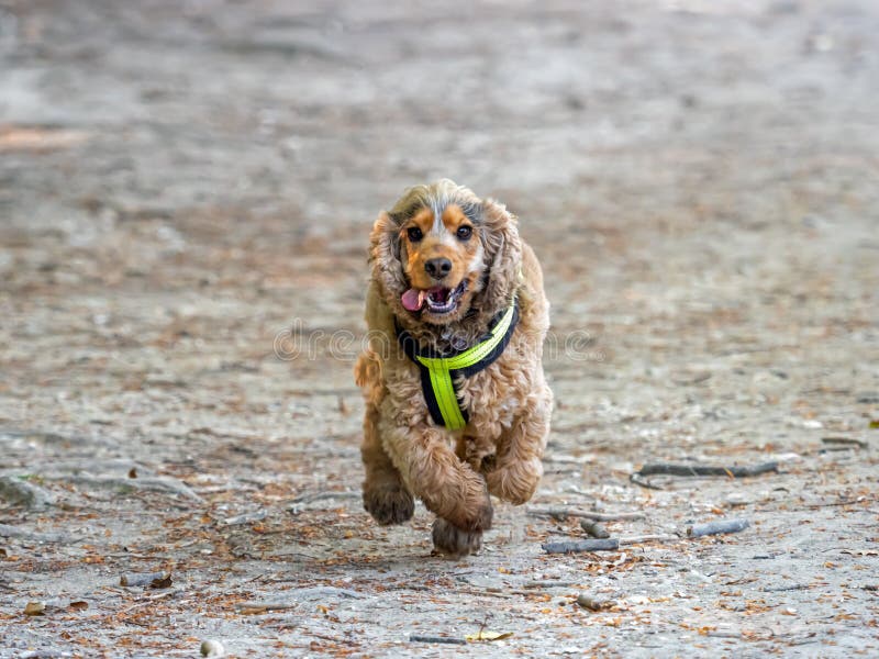English Cocker Spaniel Running Fast Stock Image - Image of spaniel ...