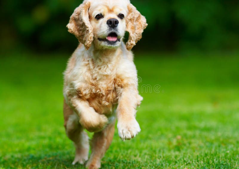 Cocker Spaniel Running on the Grass Stock Image - Image of puppy, light ...