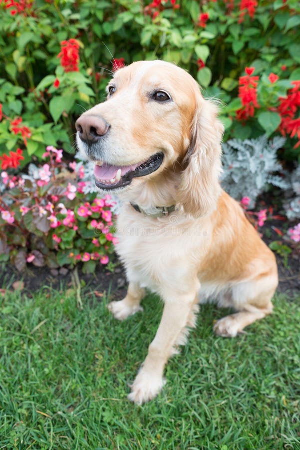 Cocker Spaniel stock photo. Image of purebred, sits, green - 79035570