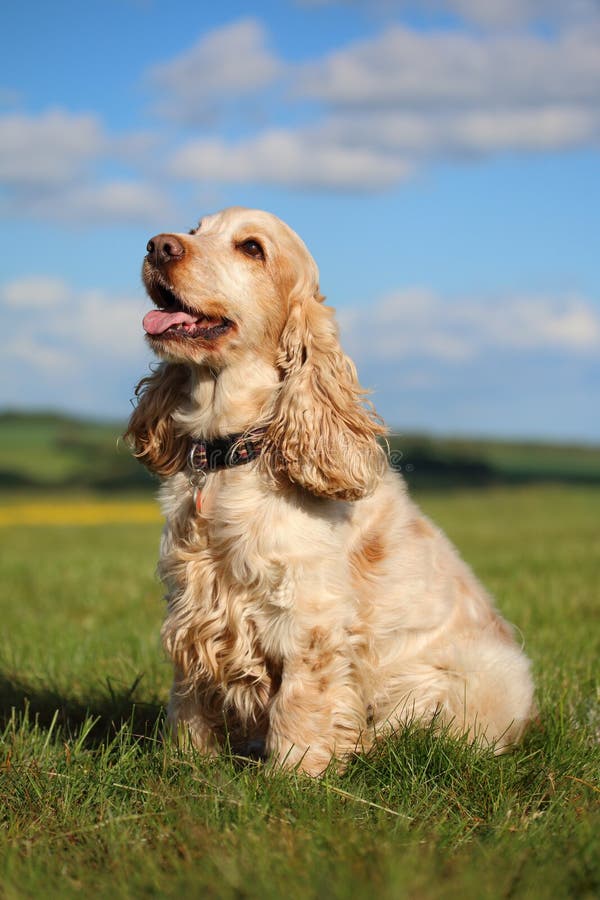 English Cocker Spaniel stock photo. Image of cocker, body - 34636944