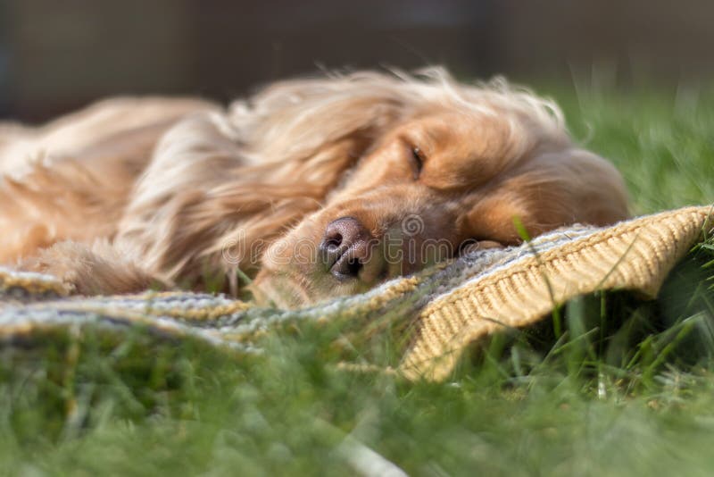 Cocker Spaniel Sleeping on Grass Stock Image - Image of rest, sleeping ...