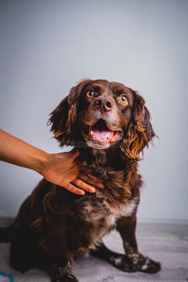 Cocker Spaniel Smiling and Looking at the Camera Stock Image - Image of ...