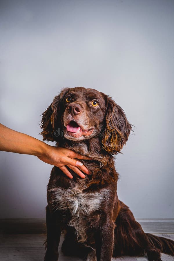 Cocker Spaniel Smiling and Looking at the Camera Stock Image - Image of ...