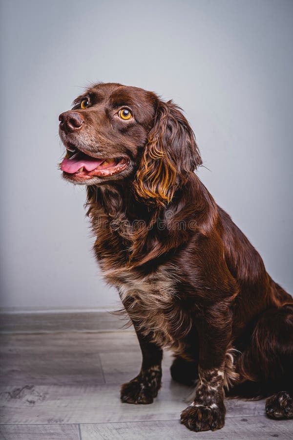 Cocker Spaniel Smiling and Looking at the Camera Stock Photo - Image of ...
