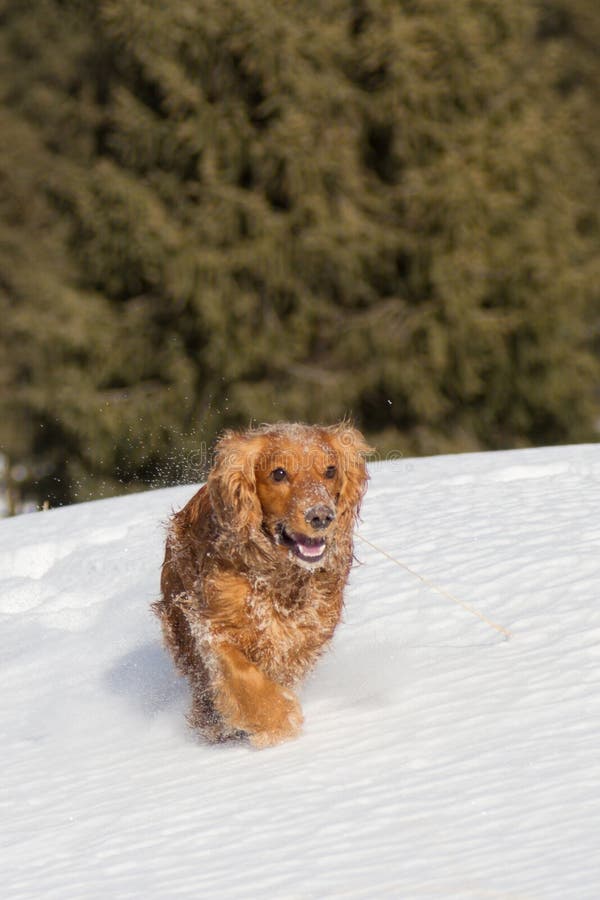 Cocker spaniel in the snow stock image. Image of purebred - 64587959
