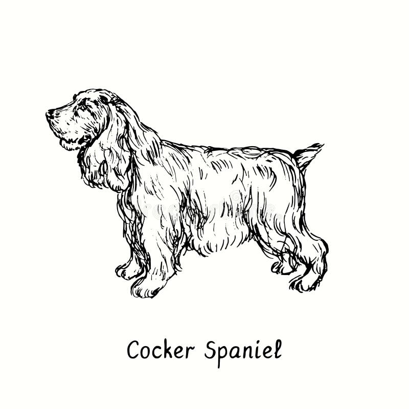 Cocker Spaniel Standing Side View. Ink Black and White Doodle Drawing ...