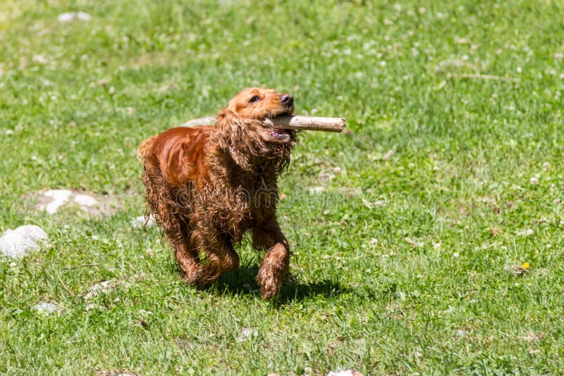 Cocker Spaniel with a Stick in His Teeth Stock Image - Image of ...