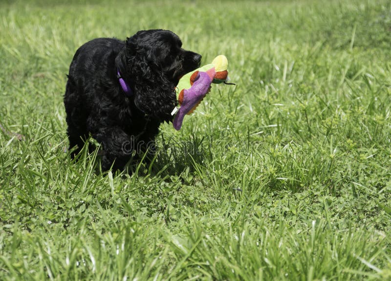 Cocker Spaniel with Toy stock image. Image of breed, cute - 42908847