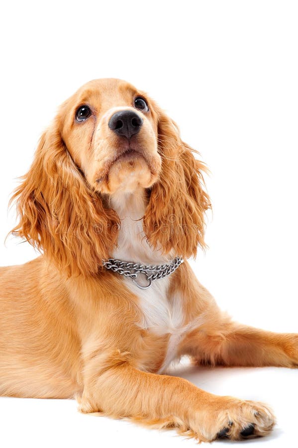 Cocker Spaniel-Welpe Bild. Bild: 4514659