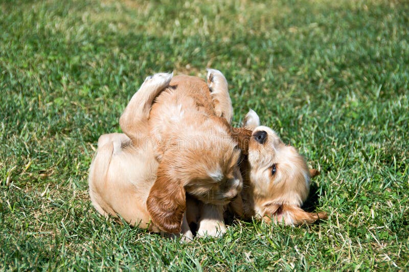 Cocker spaniels stock photo. Image of outdoor, close - 15310692