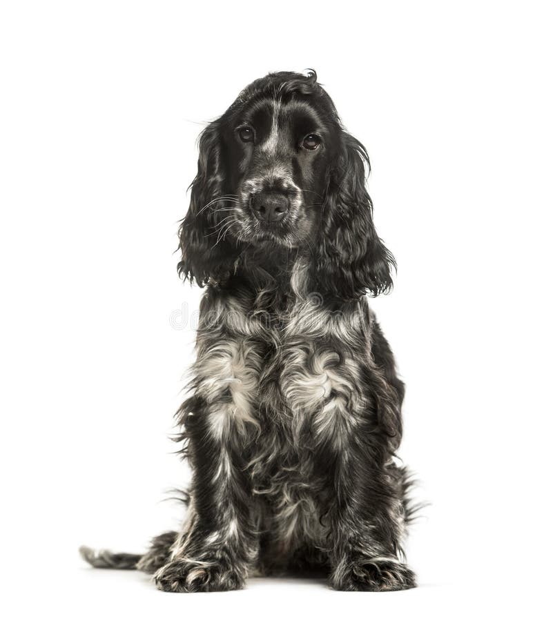 Cocker Spaniels Sitting Against White Background Stock Image - Image of ...
