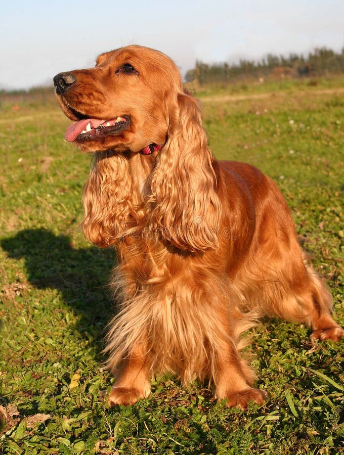 Red English Cocker Spaniel stock image. Image of garden - 35213279