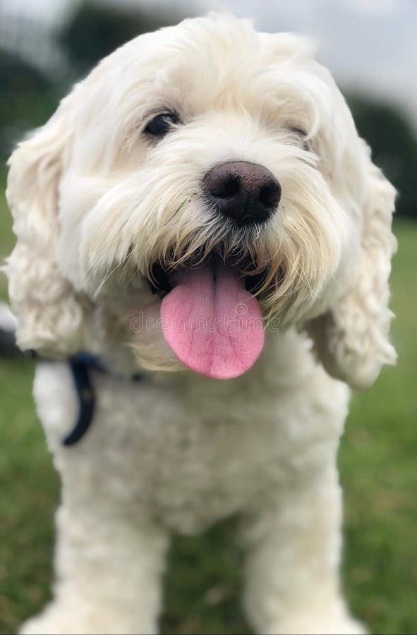 Cockerchon americano immagine stock. Immagine di alias - 164752339