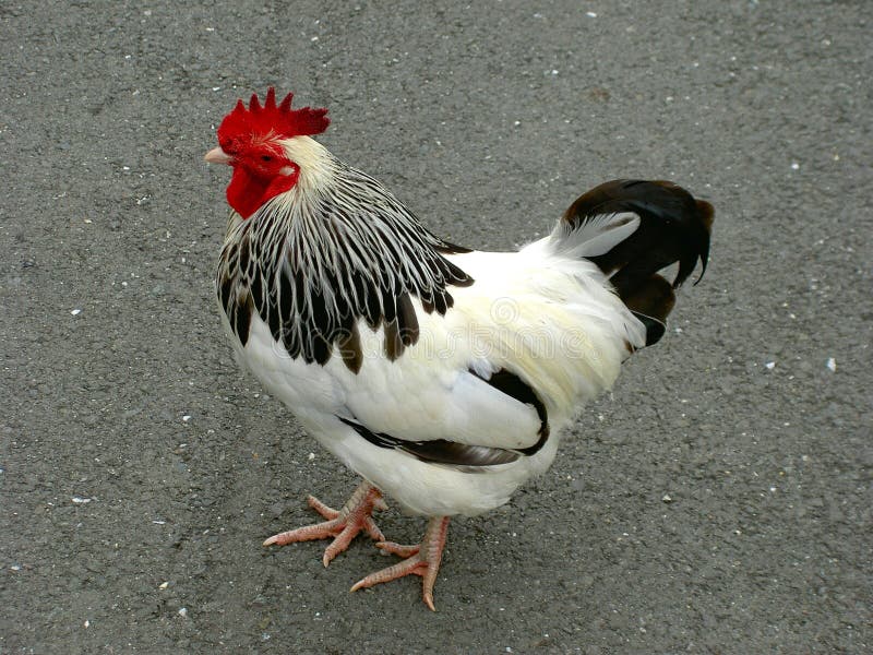 Cockerel stock image. Image of colourful, animals, rooster - 1897