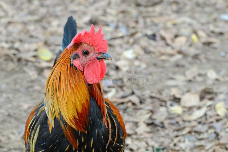 Cockerel stock image. Image of male, beak, agriculture - 29106221