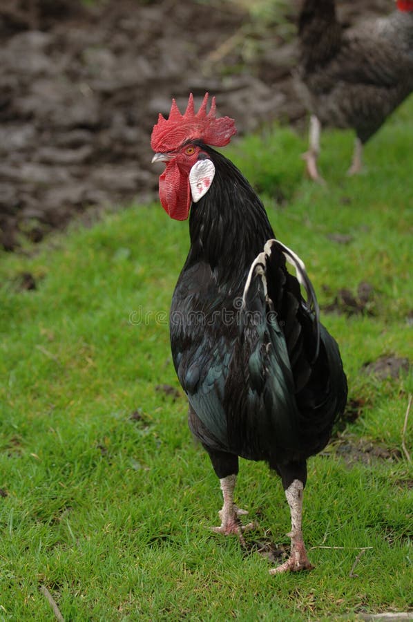 Handsome cockerel stock image. Image of animals, nature - 38787447