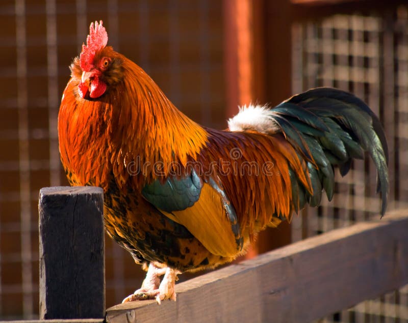 Cockerel stock image. Image of colourful, feather, cockerel - 34697203