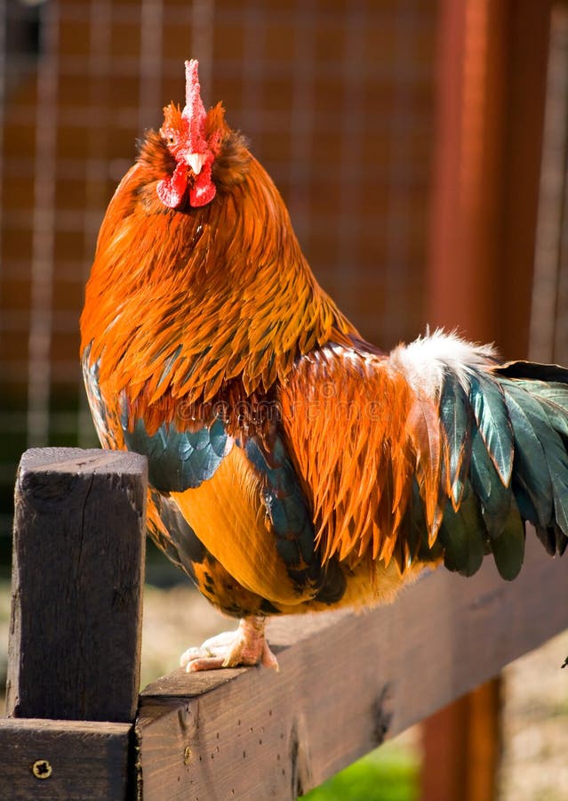 Cockerel stock image. Image of beak, animal, bird, colourful - 34697255