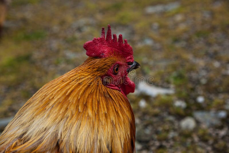 Cockerel head stock photo. Image of rooster, barnyard, wattle - 106762