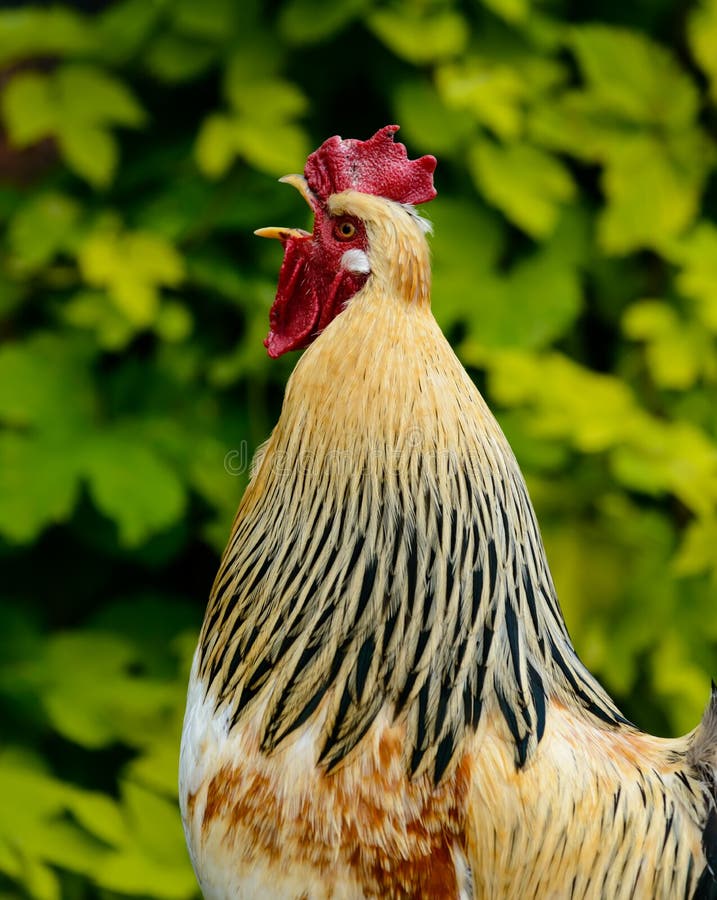 Cockerel Crowing Whilst Sitting on a Bench Stock Photo - Image of bird ...