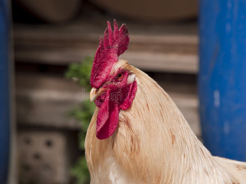Cockerel in Farm Walking in Calm Stock Image - Image of color, feather ...