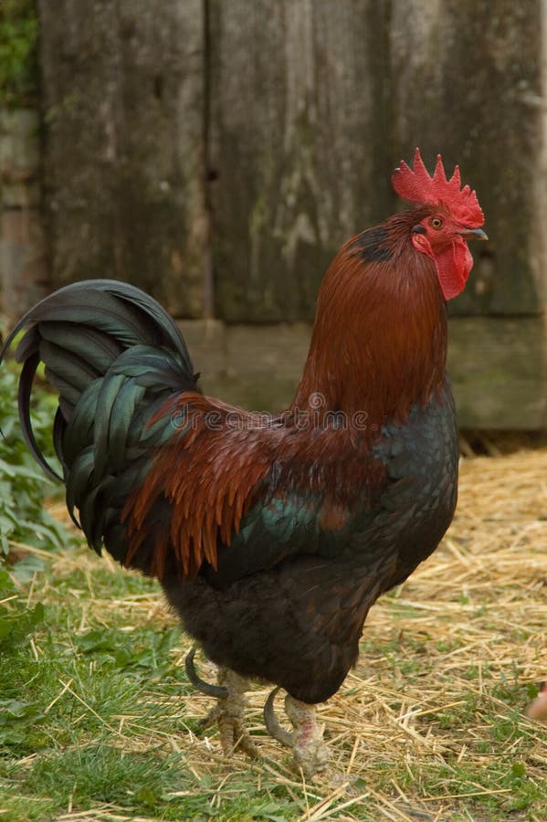 Cockerel Free Range on Farm Stock Image - Image of rooster, range: 37178409