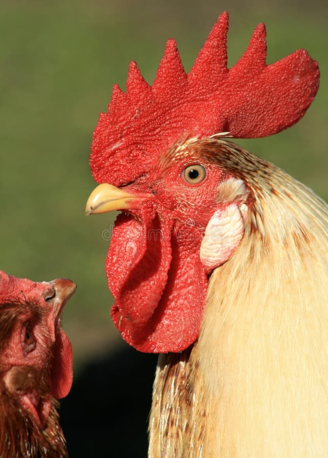 Cockerel and hen stock image. Image of health, cockerel - 4079725