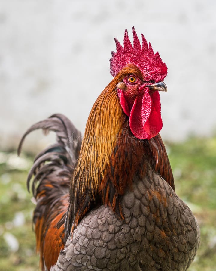 Cockerel. stock image. Image of bird, feather, claw, crow - 10275871