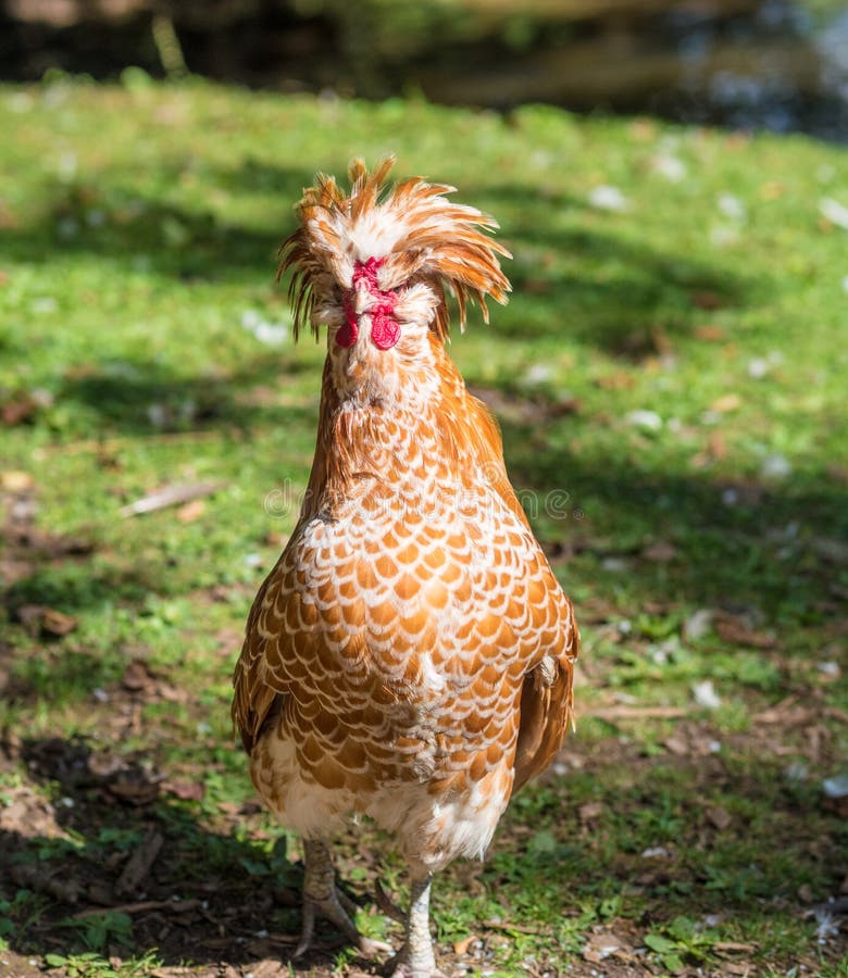 Cockerel stock image. Image of live, chick, feather, rooster - 76513123