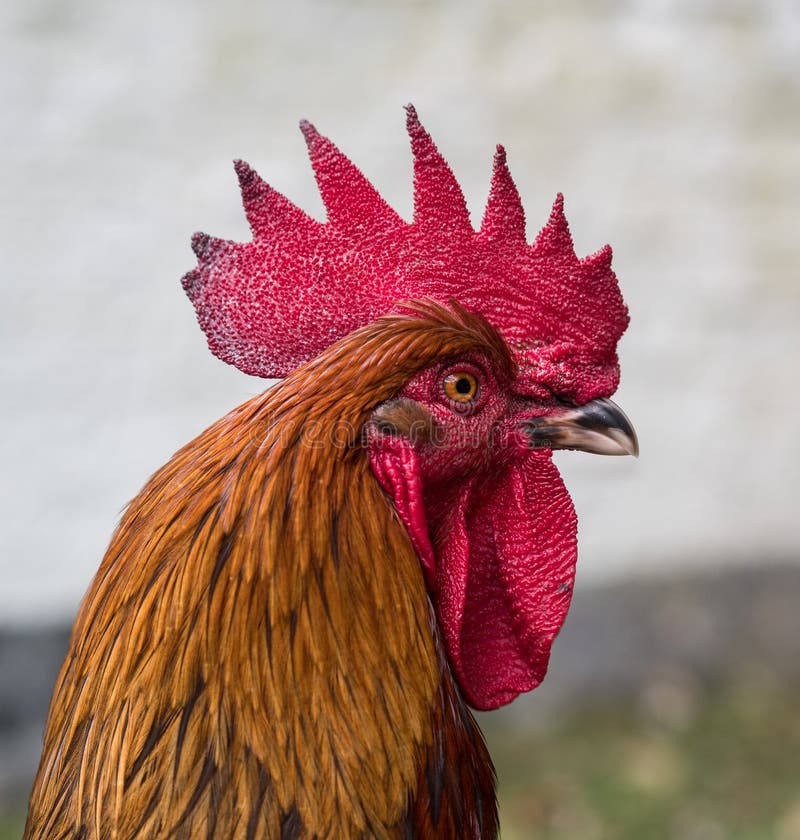 Cockerel stock photo. Image of barnyard, chick, chicken - 76866072