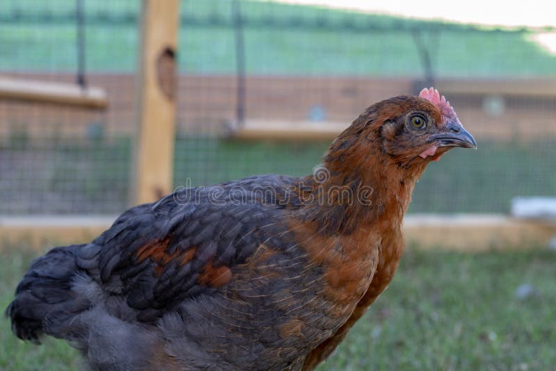 Cockerel Rooster in Backyard Chicken Run Stock Photo - Image of alive ...