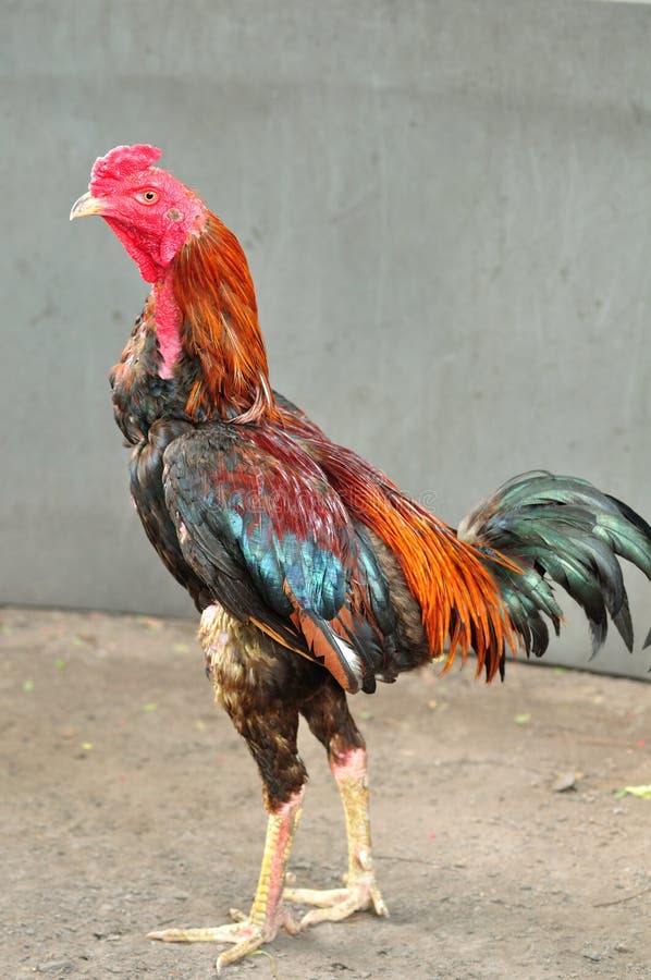 Cockfight. stock photo. Image of claw, aggression, feather - 30829912
