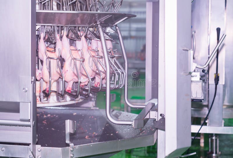 A Cocking Machine To Remove the Innards Stock Photo - Image of animal ...