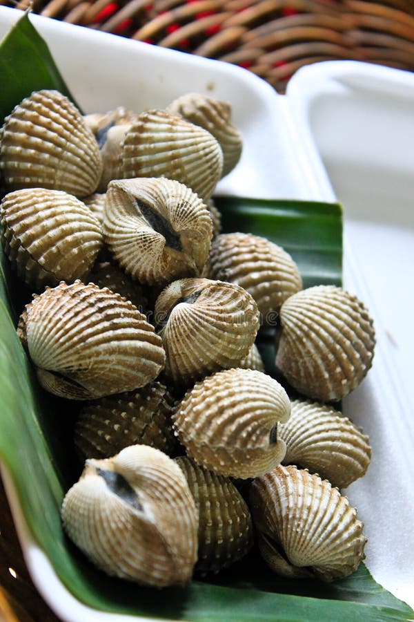 Cockle stock image. Image of plate, nature, cuisine, cook - 23497417
