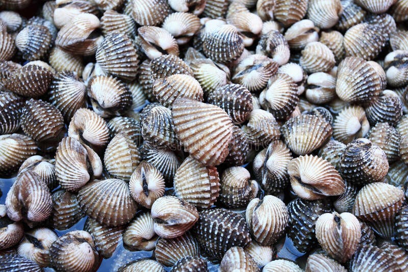 Cockle stock photo. Image of market, aquatic, cockleshells - 24378518