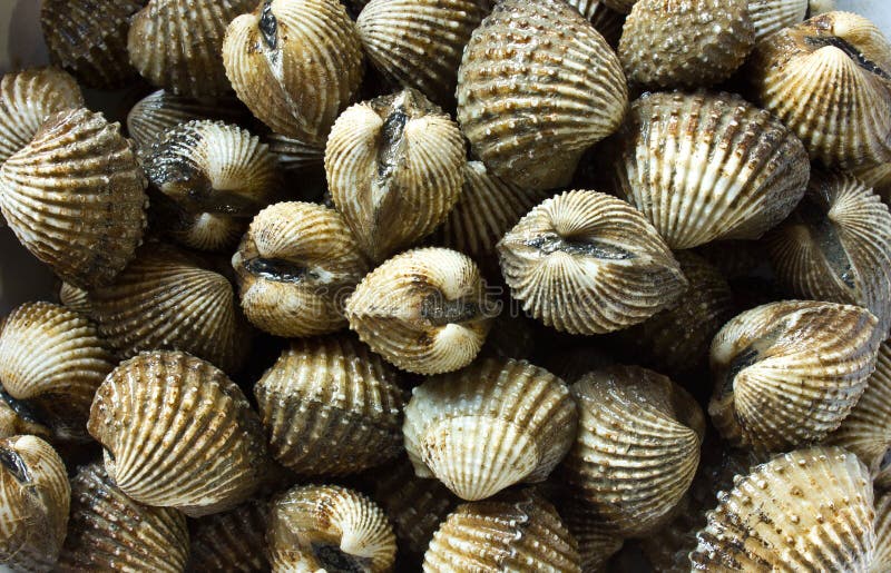 Cockle stock image. Image of seaside, cockles, ribs, color - 28419333