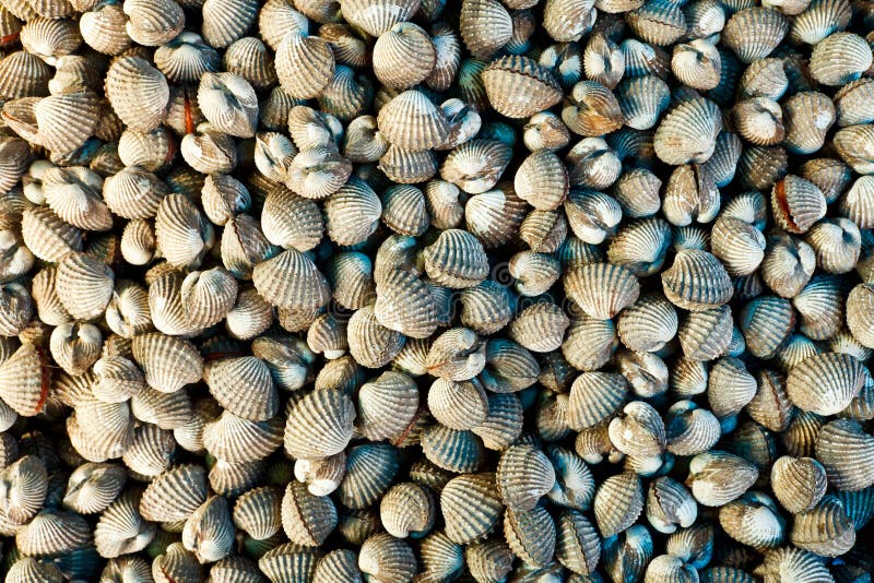 Edible Snails stock photo. Image of cuisine, market, multiple - 20117866