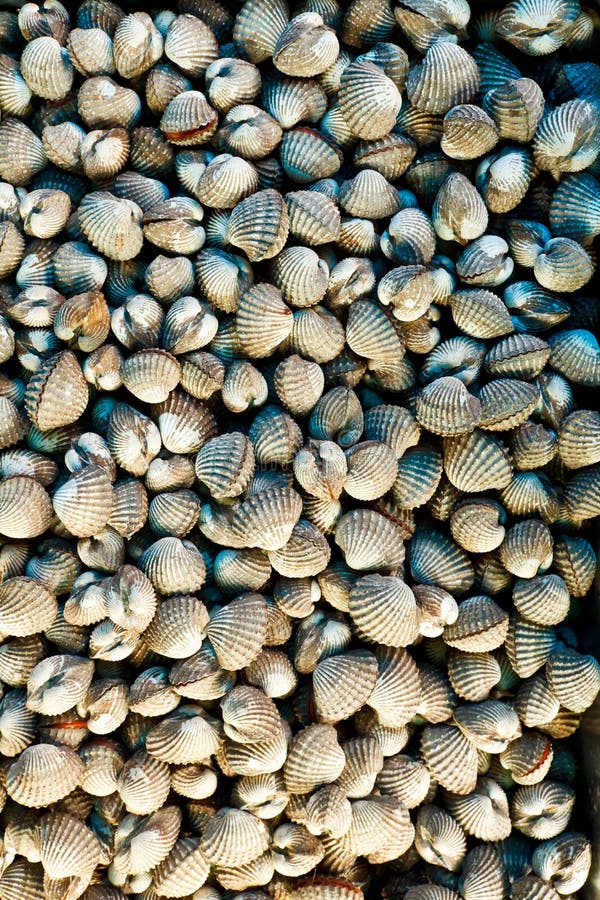 Cockle stock image. Image of common, market, aquatic - 28800193