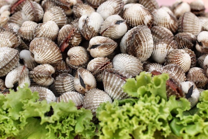 Cockle stock photo. Image of clams, coastal, palette - 36545876