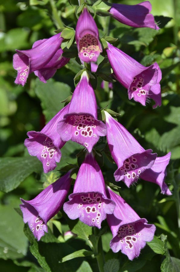 Cockle Bells Flowers stock photo. Image of white, spring - 71045242