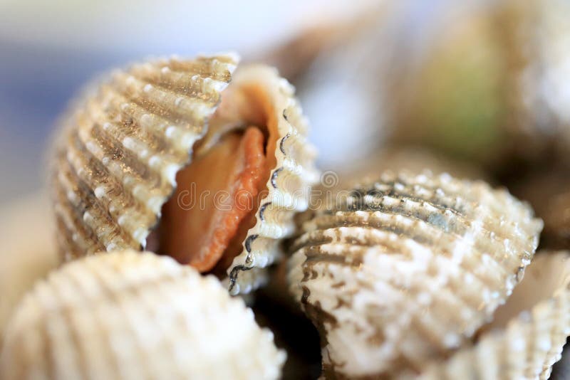 Cockle stock image. Image of boiled, lunch, asia, mollusk - 159534197