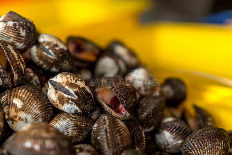Cockle stock photo. Image of tasty, cockles, texture - 88626158