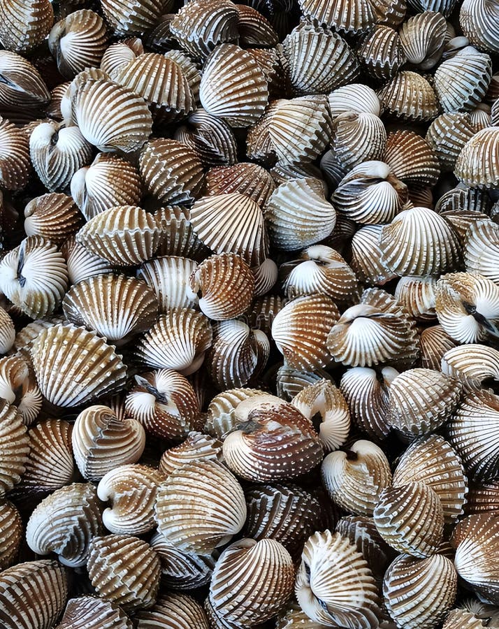 Cockle for cooking stock image. Image of animal, healthy - 274036167