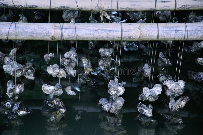 Cockle Farm stock image. Image of economy, farm, mussel - 14209633
