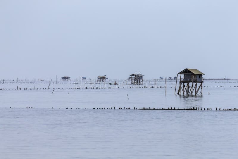 Cockle farm stock photo. Image of coastline, seashell - 63935796