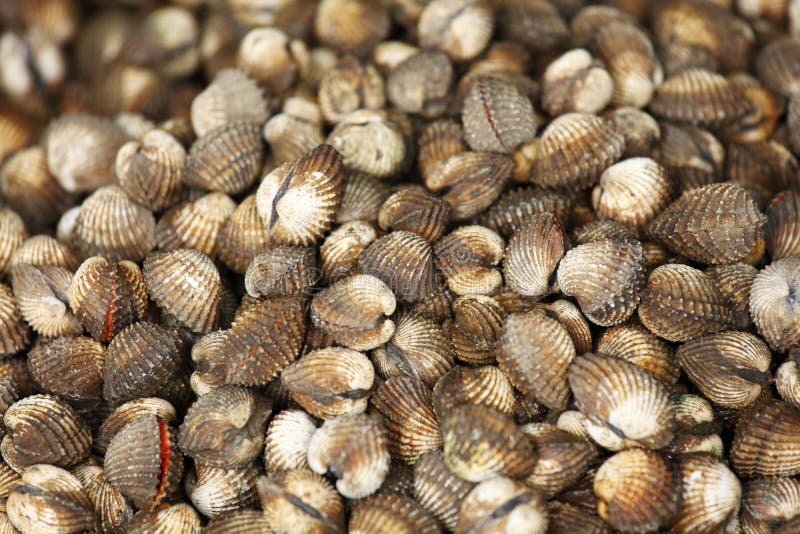 Cockle stock image. Image of marine, group, close, life - 37726945